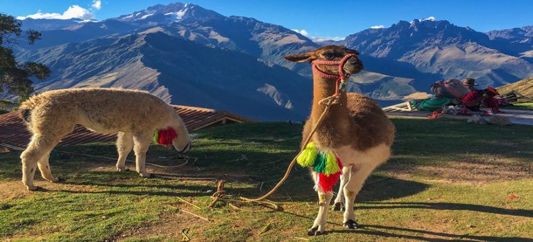 Llama Peruana: El Tesoro Andino de Cusco - Real Cusco Tour