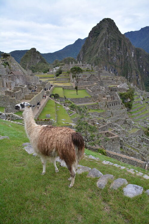 Llama Peruana: El Tesoro Andino de Cusco - Real Cusco Tour