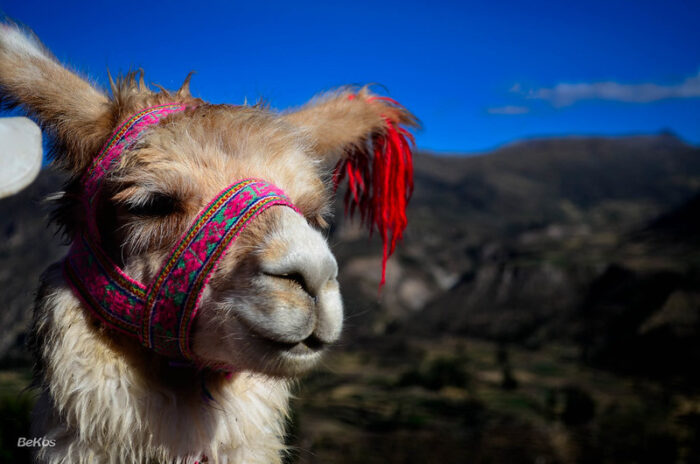 Llama Peruana: El Tesoro Andino de Cusco - Real Cusco Tour