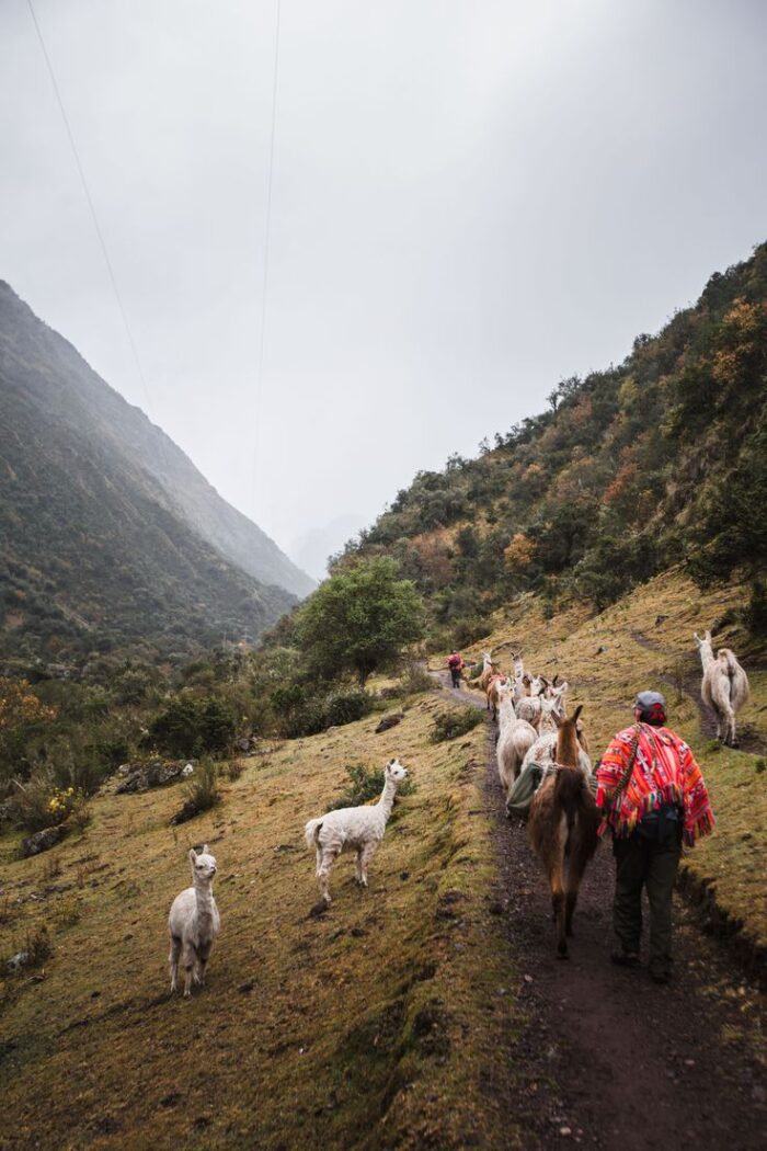 Flora y fauna del Cusco Un Viaje Fascinante por su Riqueza Natural - 2026